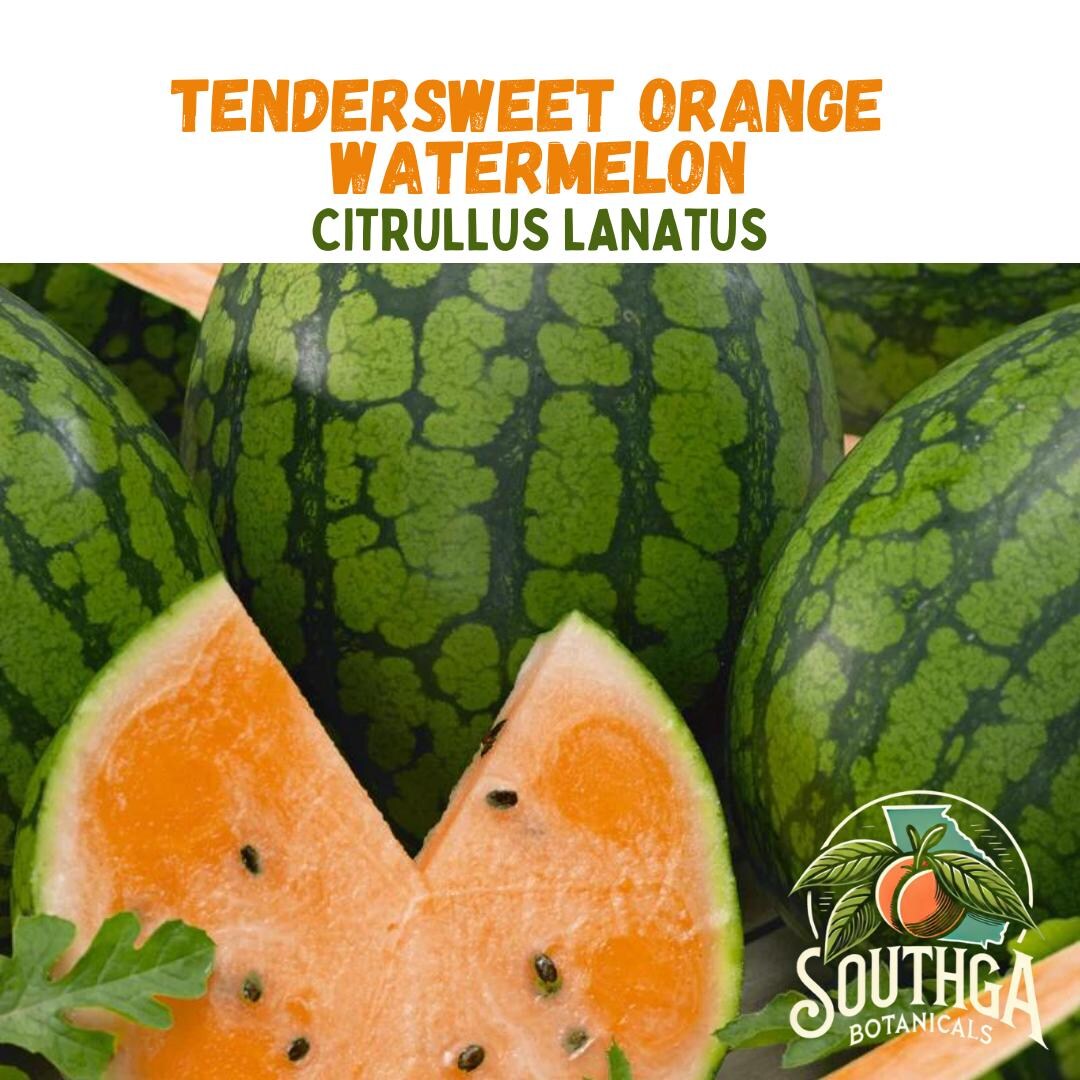 BULK Tendersweet Orange Watermelon Seeds – Heirloom, Sweet Orange ...