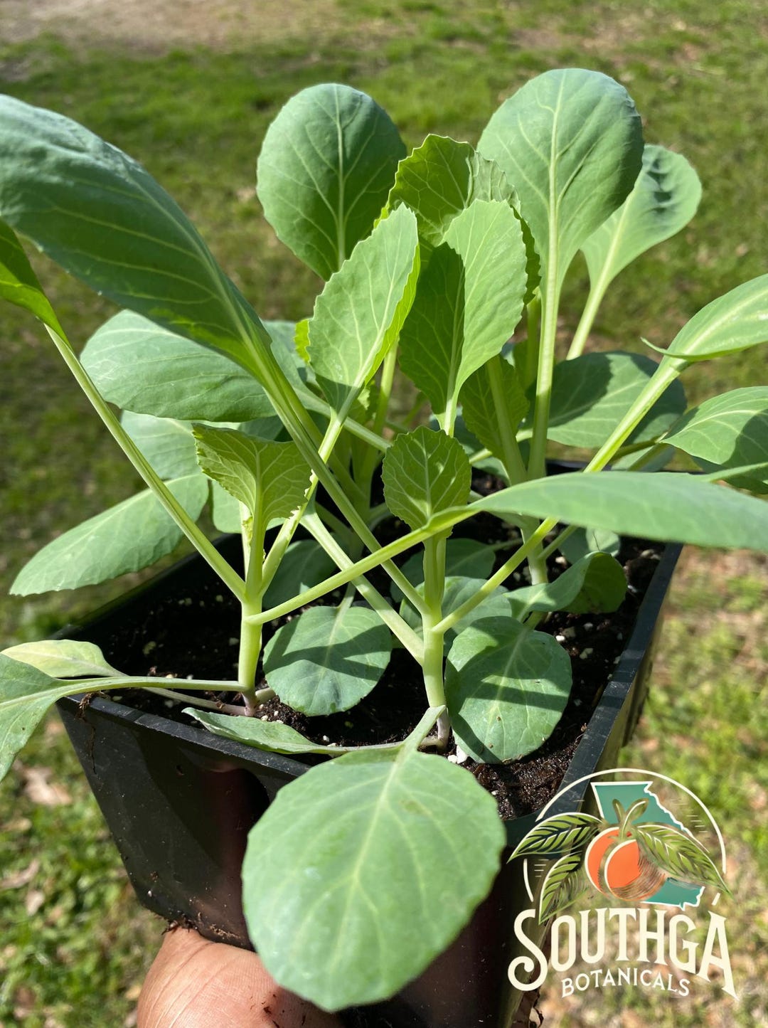 LIVE Brunswick Cabbage Vegetable Starter Plant With Roots for Gardening ...