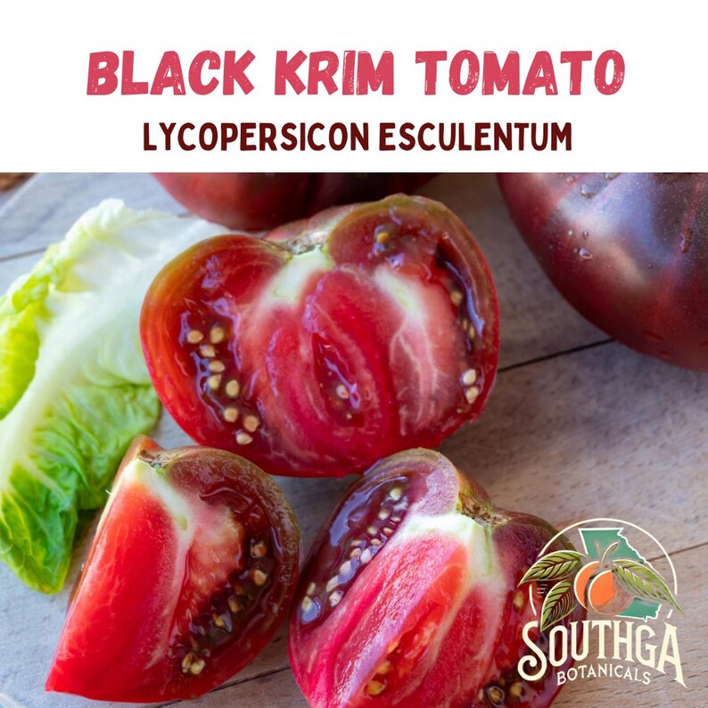 LIVE Black Krim Tomato Starter Plants for Gardening Unique Heirloom ...