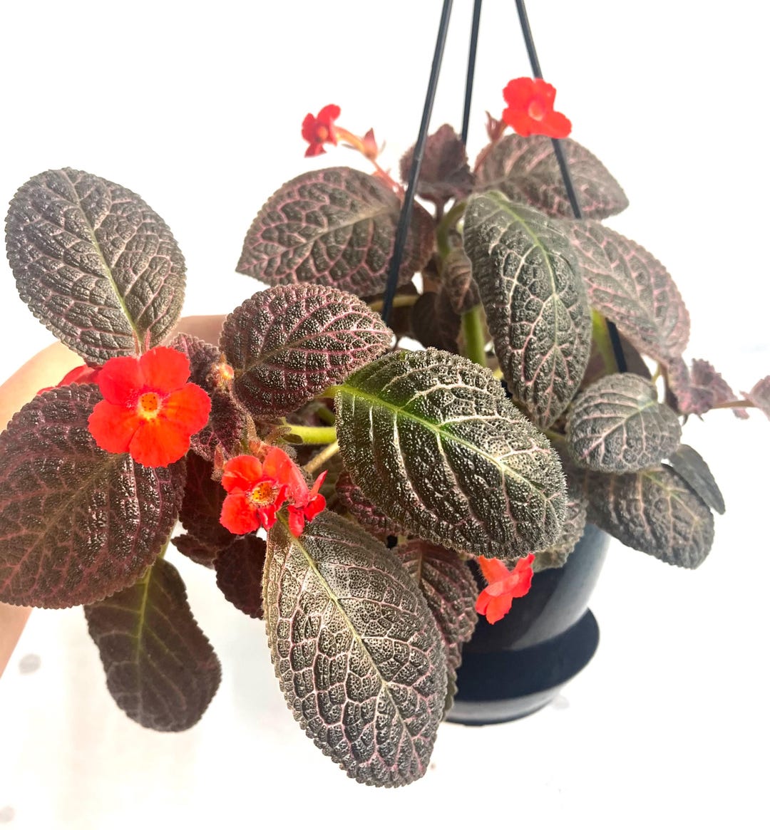 Episcia Cupreata Copper Houseplant Multiple Sizes - Etsy