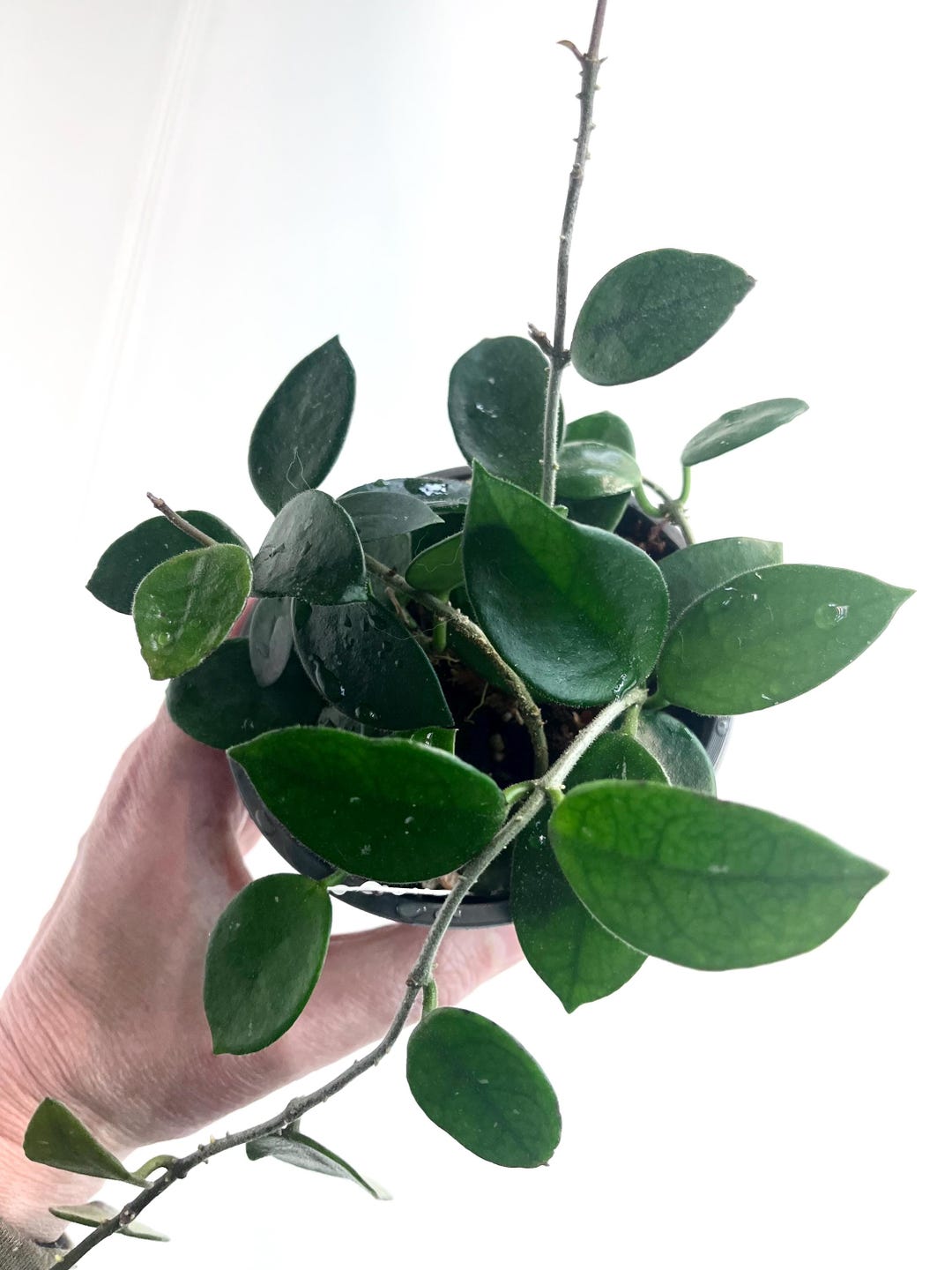 Hoya Chouke 4” Plant - Etsy