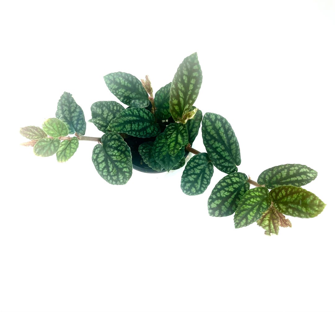 Pellonia Pulchra Watermelon Begonia Trailing Plant With Magnetic Pot - Etsy