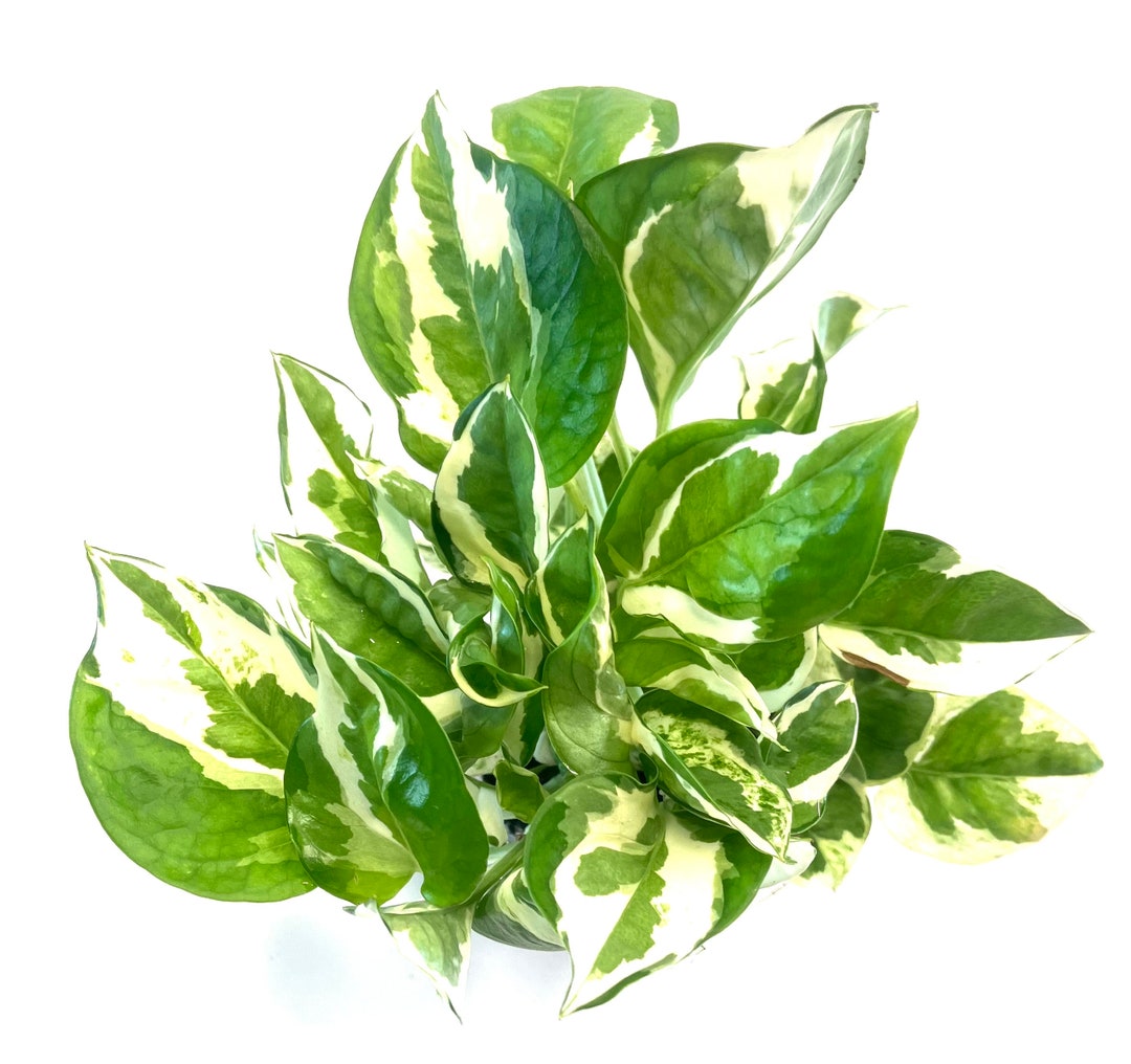 Pothos N'joy Live Plant Multiple Sizes - Etsy