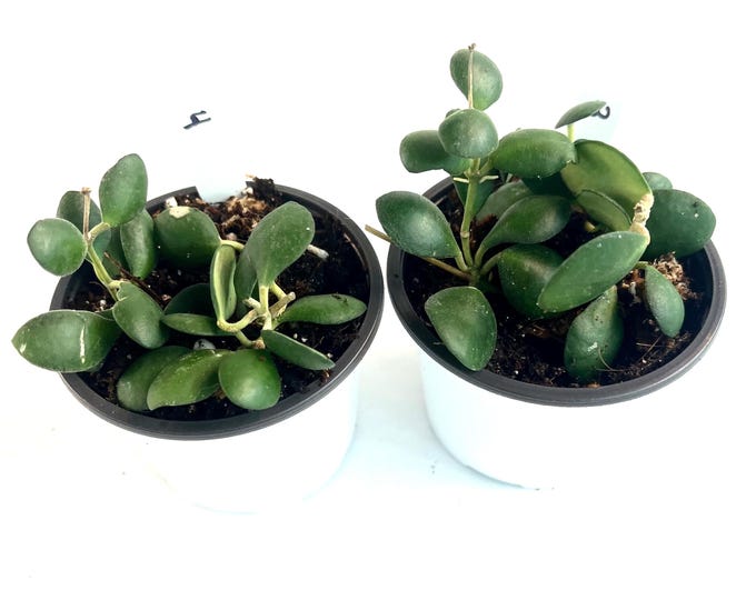 Hoya Bilobata (aka Panchoi) Starter Plant Exact Plant - Etsy