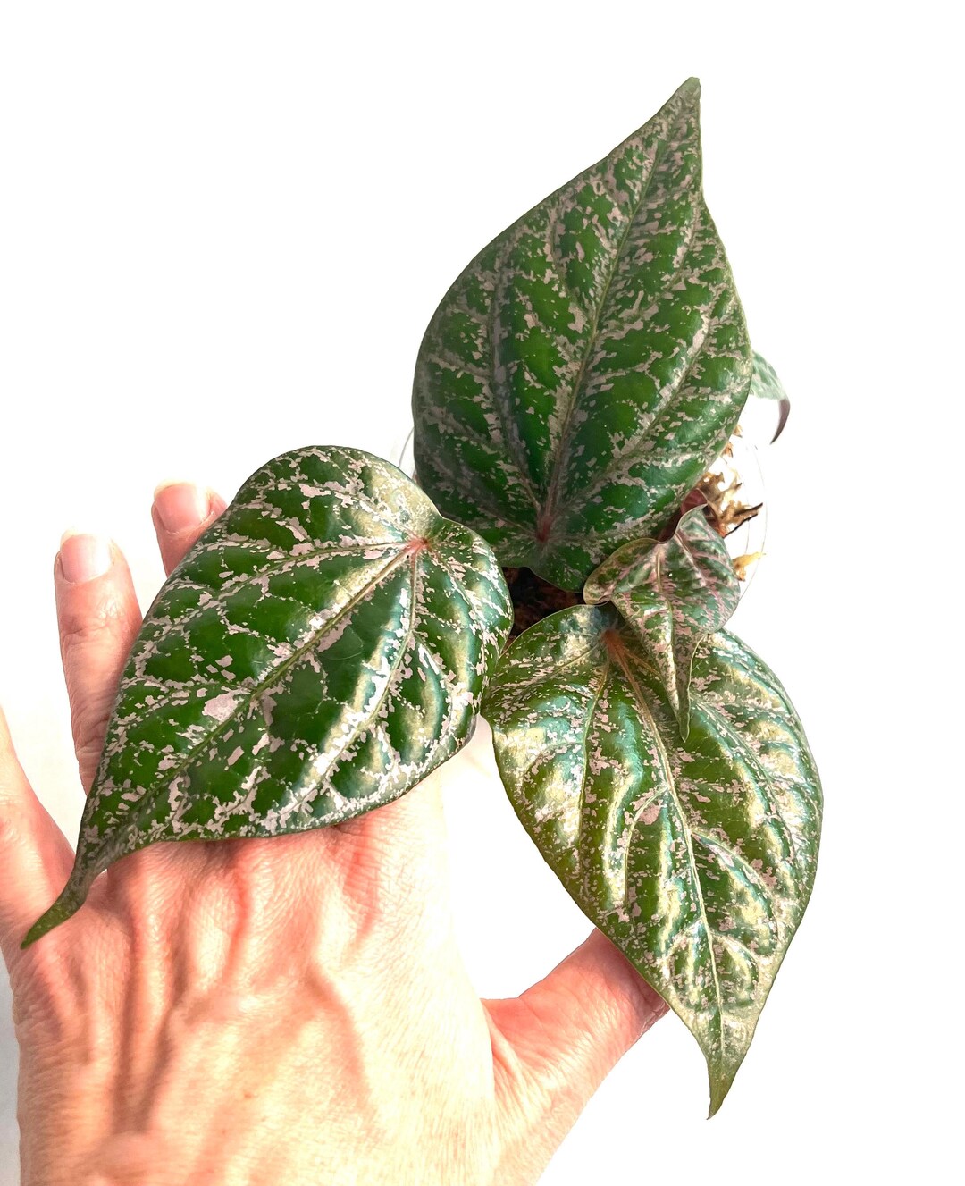 Piper Crocatum Piper Ornatum Celebes Pepper Live Houseplant - Etsy