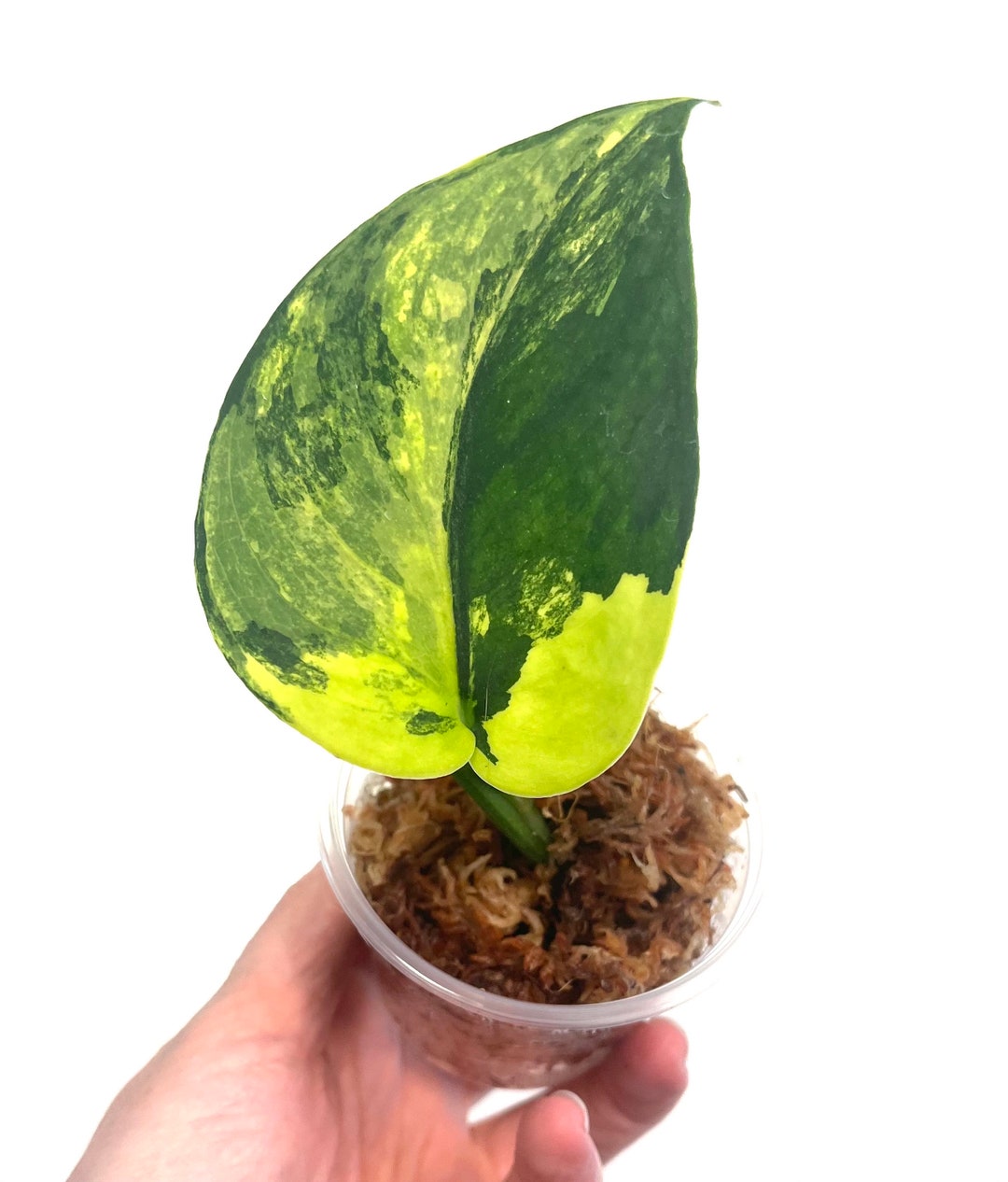 Variegated Jade Satin Scindapsus Rooted Live Plant - Etsy