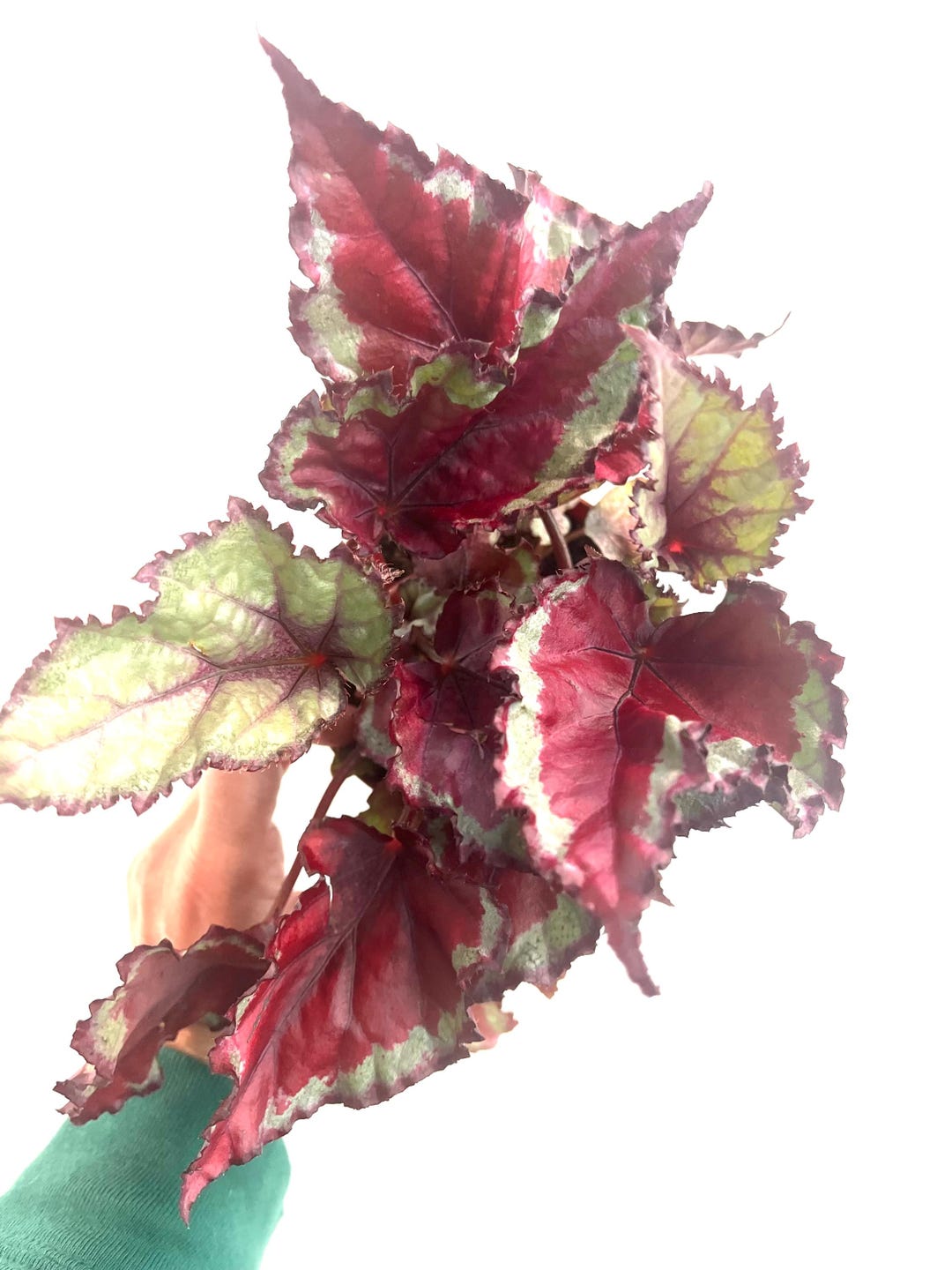 Begonia Rex "spitfire" Live Plant 3.5" Pot - Etsy