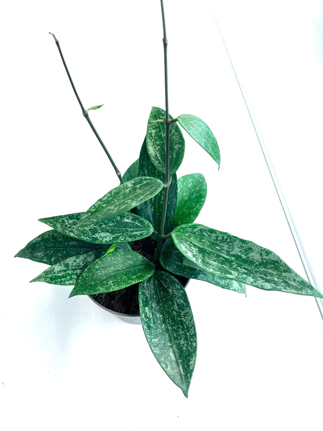 Hoya Rangsan Splash 5" Plant Exact Plant - Etsy