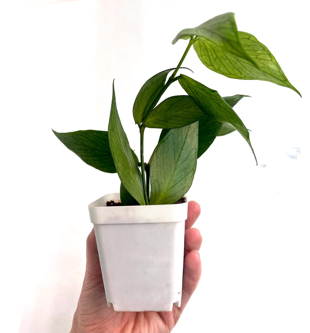 Hoya Polyneura Fishtail Hoya Rooted Starter Plant - Etsy