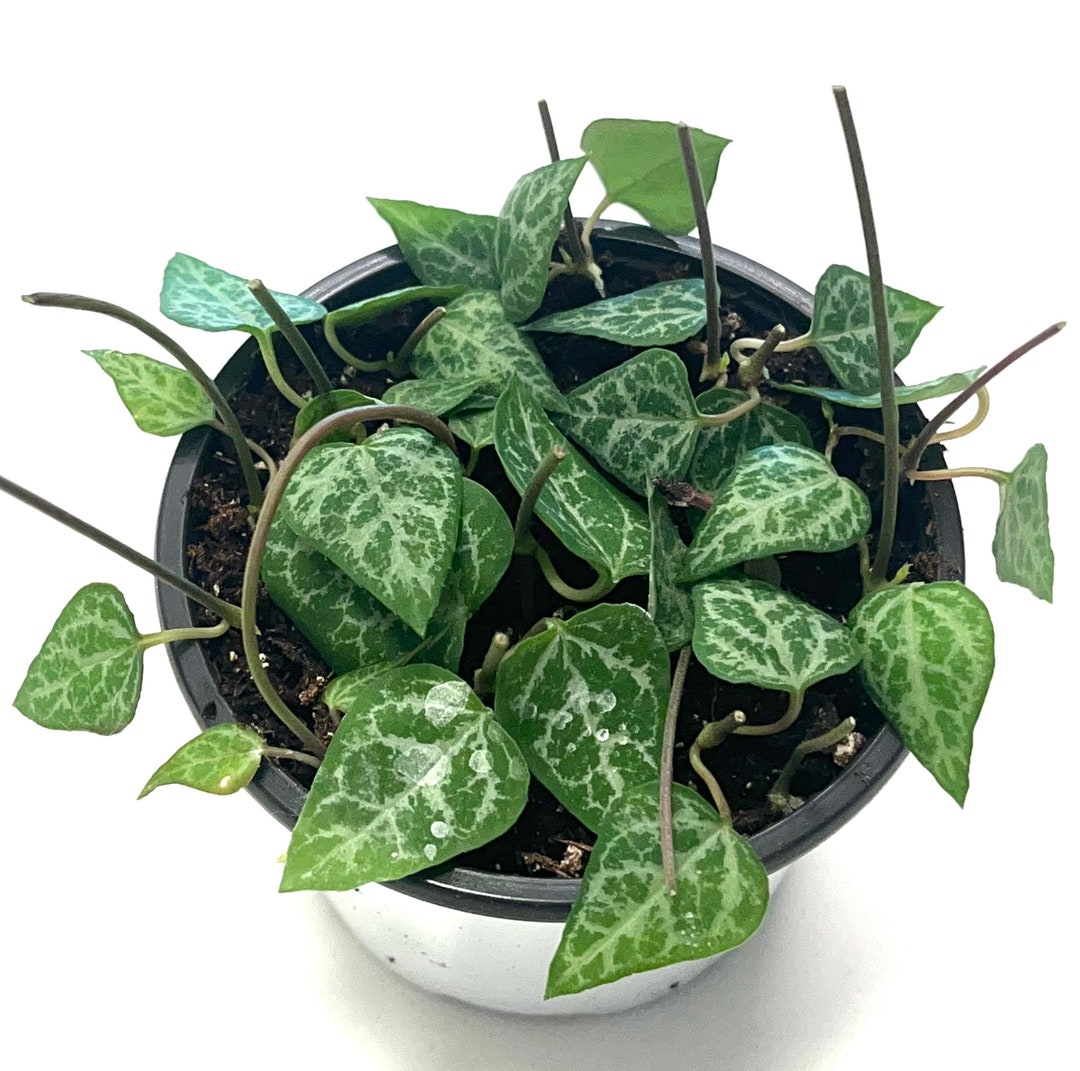 String of Arrows Live Starter Plant - Etsy