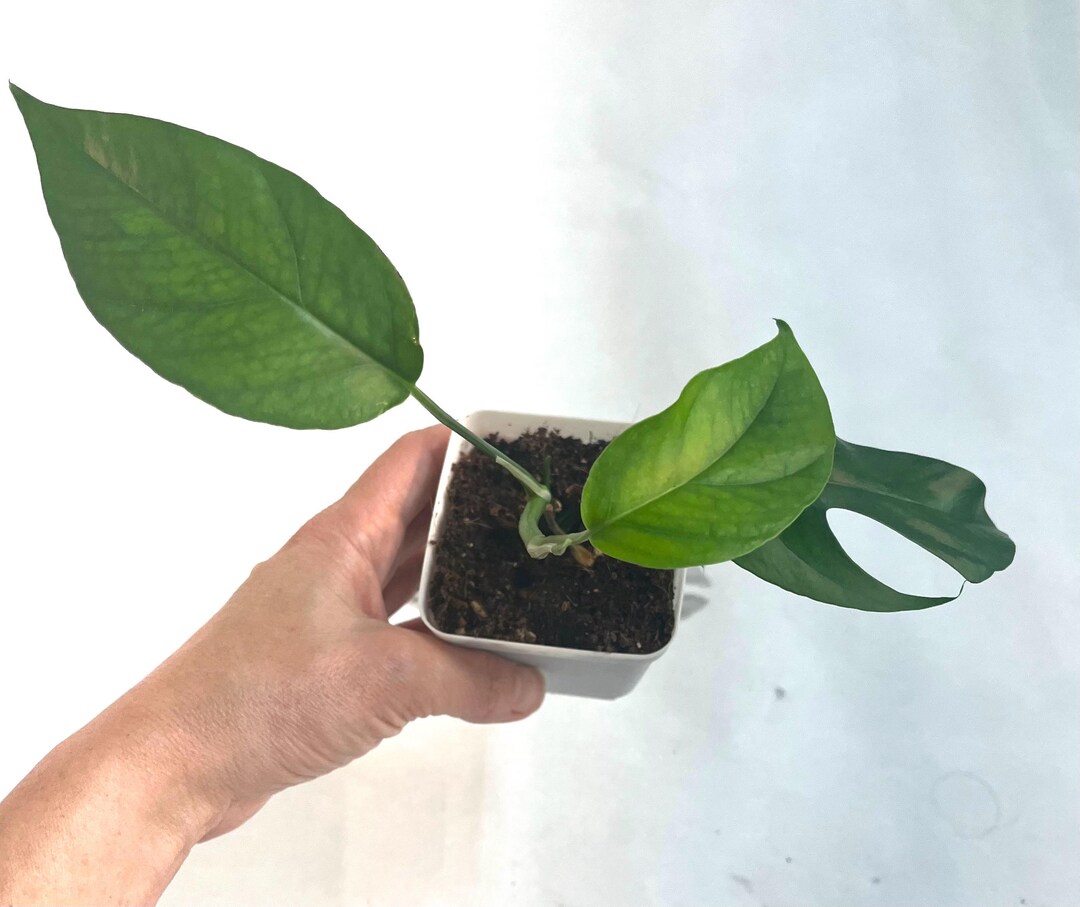 Baltic Blue Pothos Starter Plant - Etsy