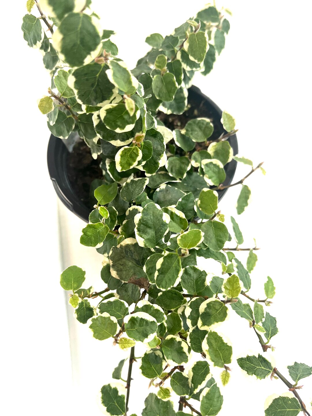 Ficus Pumila Variegated Creeping Fig 4" Pot - Etsy