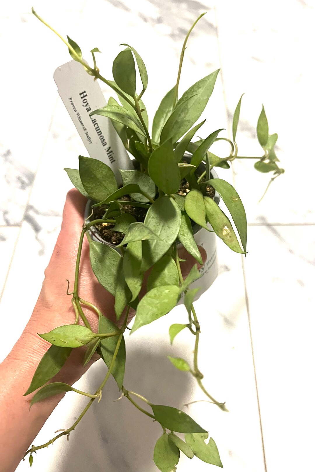 Hoya Lacunosa Mint Trailing Plant - Etsy