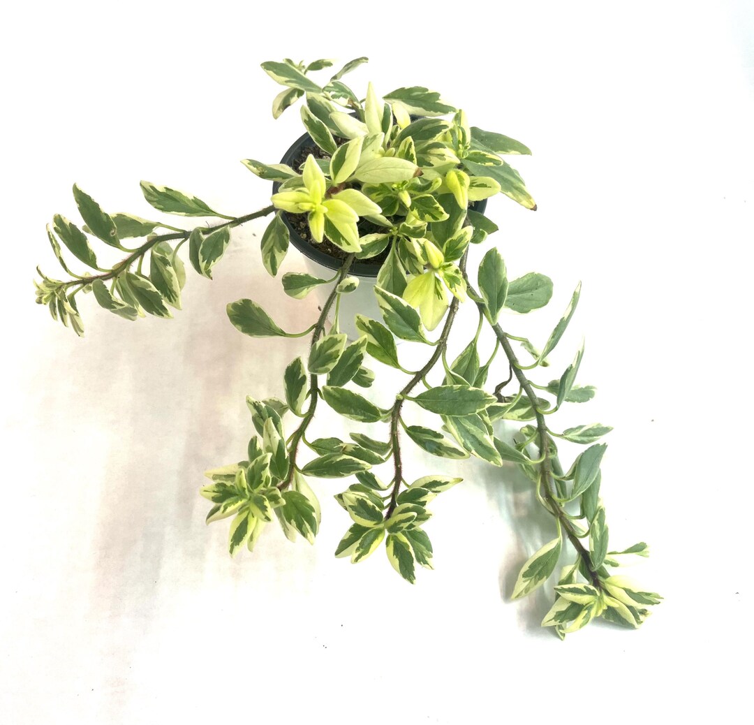 Columnea Hirta Light Prince Lipstick Plant - Etsy