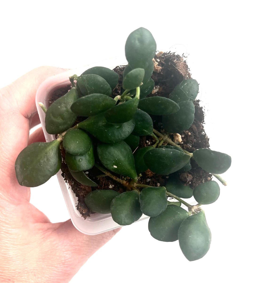 Hoya Bilobata (aka Panchoi) Starter Plant Exact Plant - Etsy