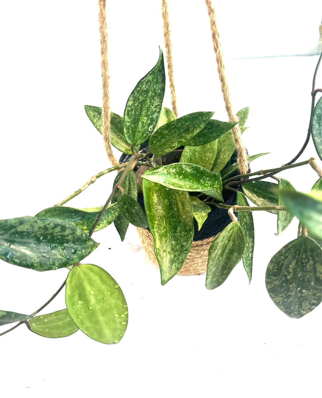 Hoya Rangsan Splash Plant With Hanging Basket Full Size Exact Plant - Etsy