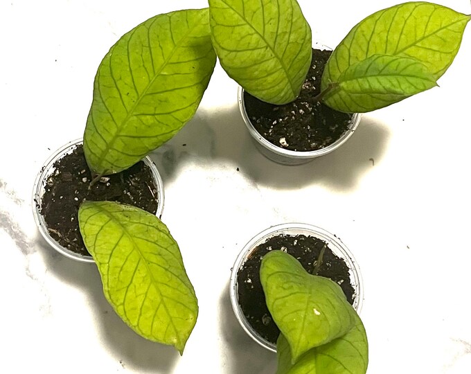 Hoya Sp. Sabah EPC-961 2.7" Rooted Starter Plant - Etsy