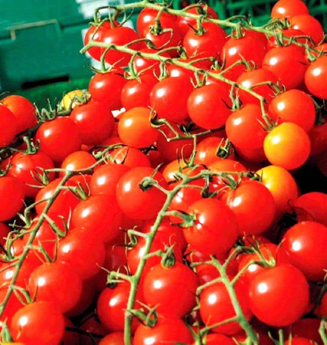 200 Super Sweet Large Cherry Tomato Seeds, Heirloom Non-gmo, Rare ...