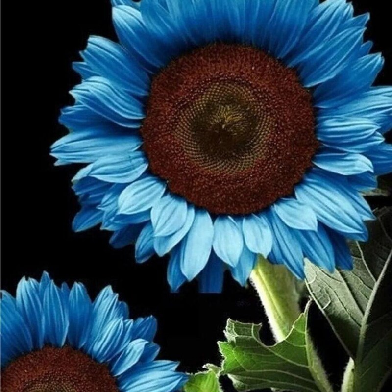 Rare Sunflower Seeds - Etsy
