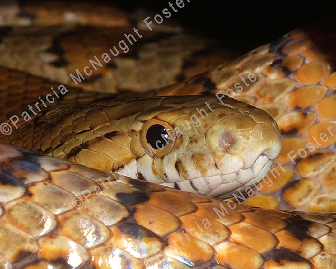 Digital Stock Photo of a Carmel Corn Snake - Etsy