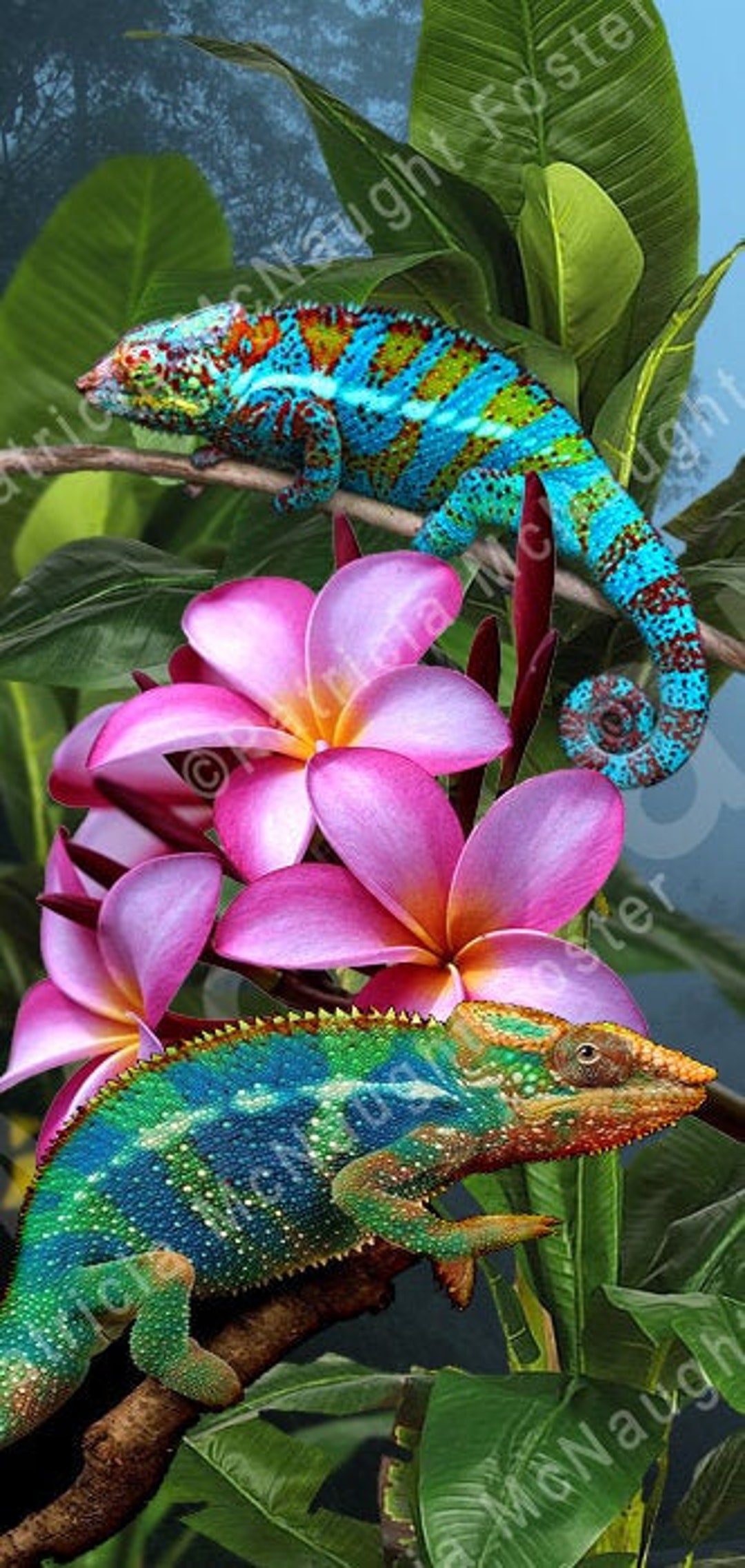 Chameleons (set of 5) Galaxy S10+ Cell Phone Wallpapers - Etsy