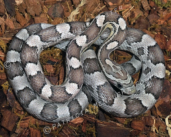 Anery Corn Snake Baby Digital Download Stock Image | Etsy