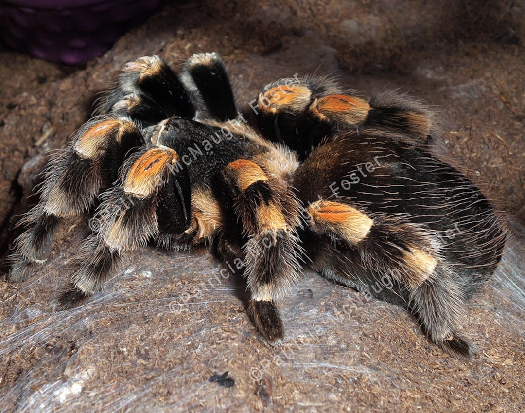 Red Kneed Tarantula Spider Digital Stock Image - Etsy