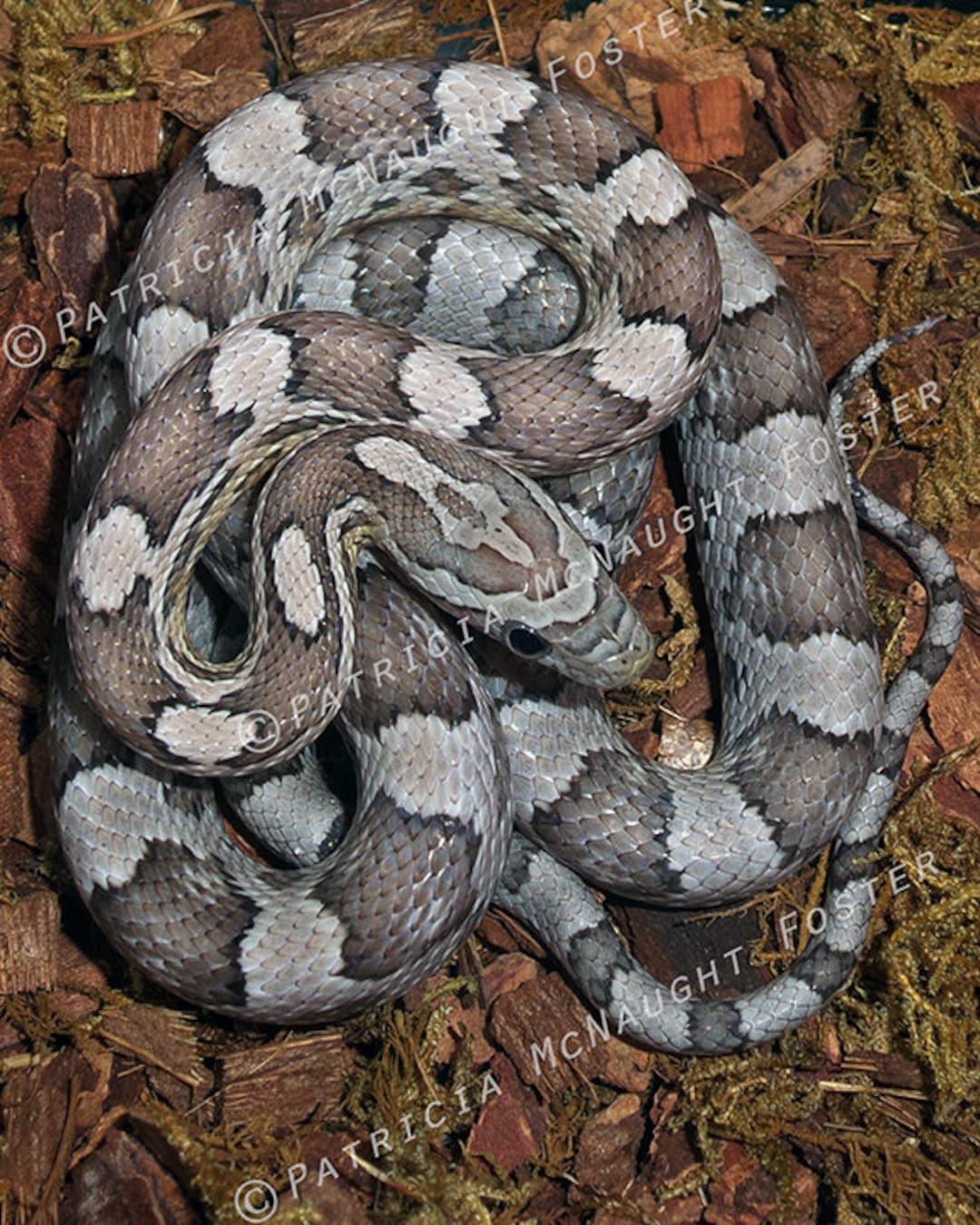Anery Corn Snake Baby 8x10 Portrait Digital Download - Etsy
