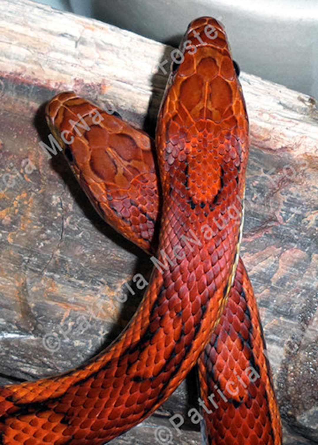 Digital Download Stock Photo Two Okeetee Corn Snakes - Etsy