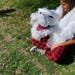 Falkor Luck Dragon Puppet - Etsy