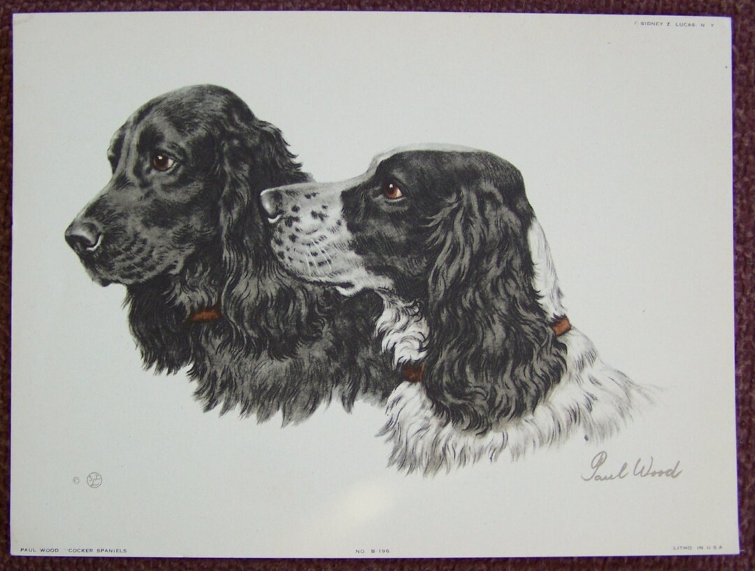 Setters Print - 1940s - Nos Calendar Picture - PAUL WOOD Setter Dog - Etsy