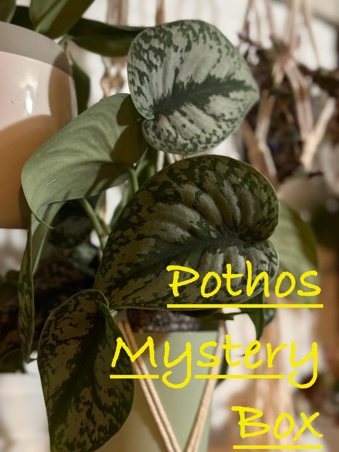 Pothos Propagation Box - Etsy