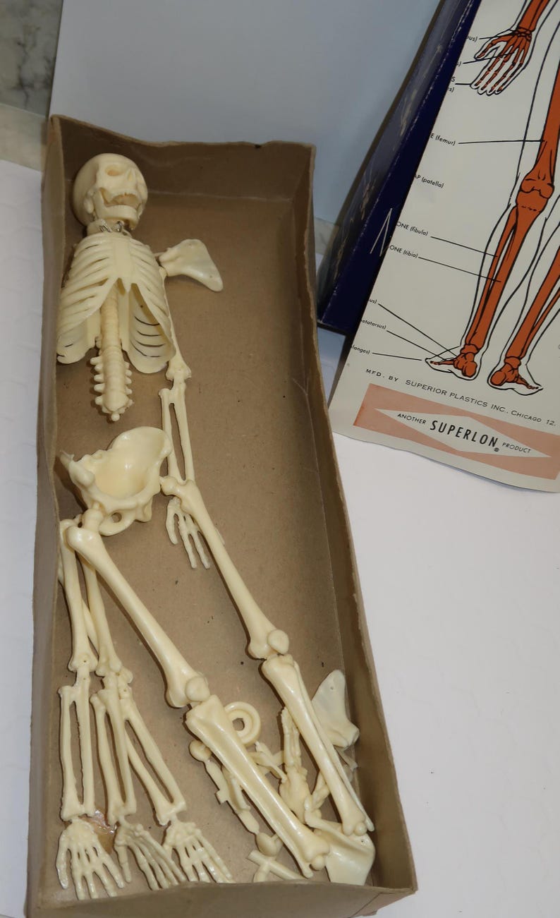 1950s Superior Plastics, Modern Man Skeleton No 5400 Original Box ...