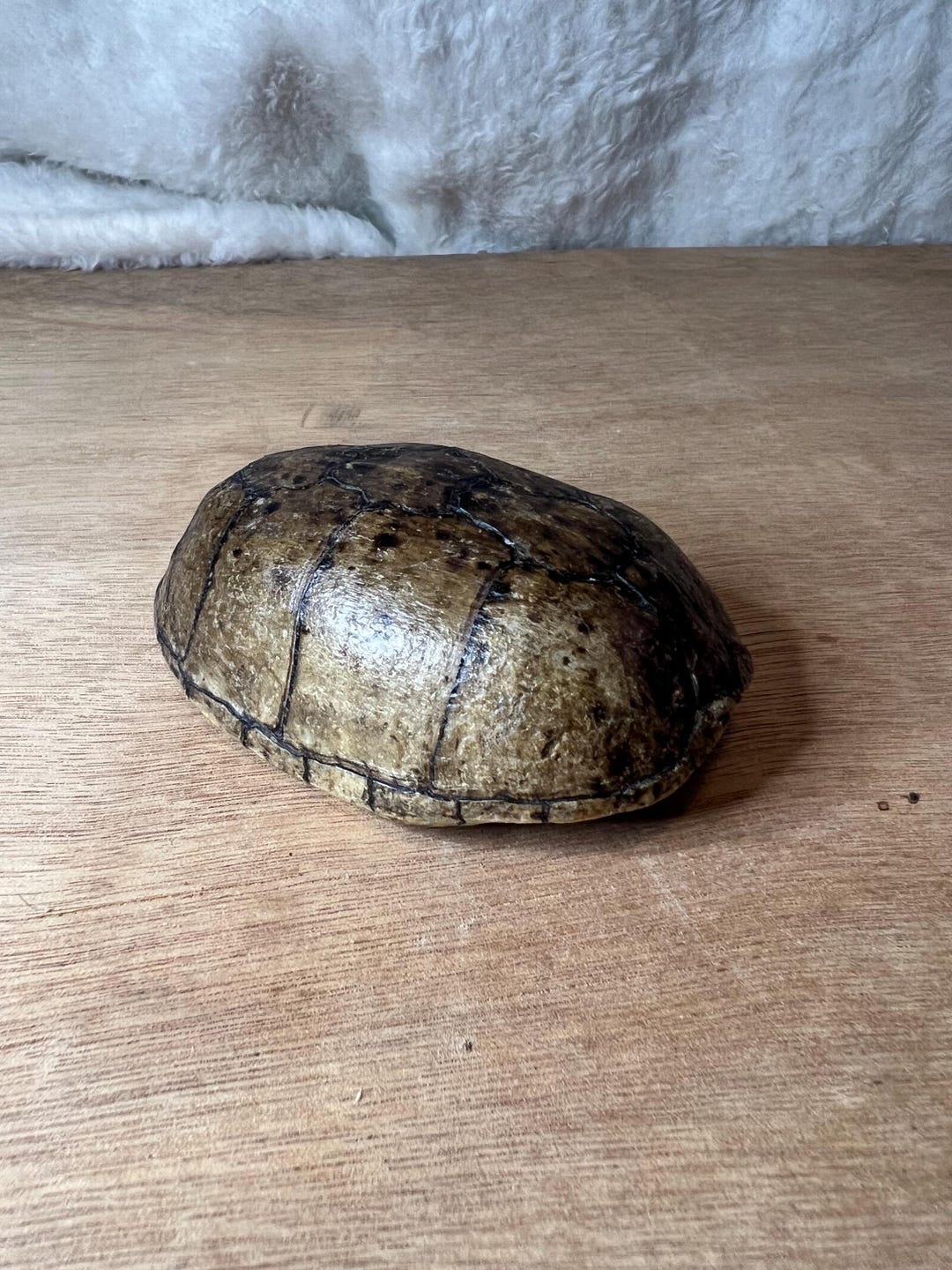 Turtle Shell Top - Etsy