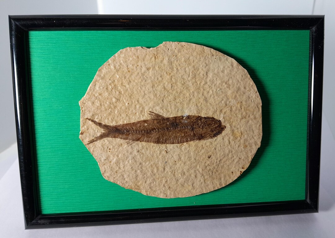 Genuine Fossil Fish – Knightia Sp. From Green River Formation, Wyoming ...