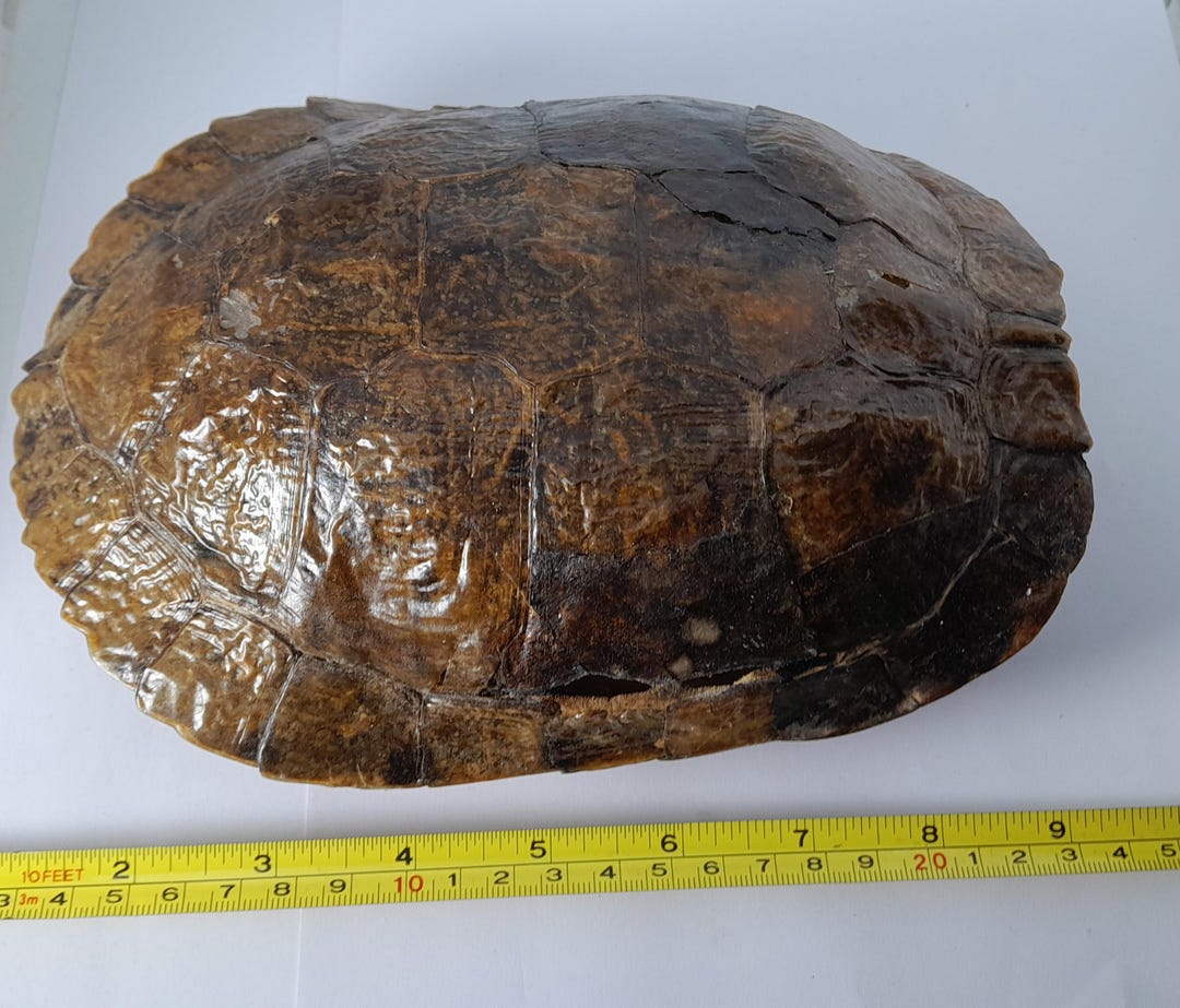 Red-eared Terrapin (slider) Trachemys Scripta Elegans Shell ...