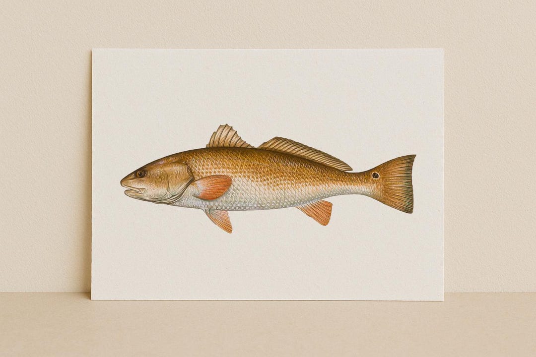 Redfish Art Print: Minimalist Fish Illustration, Coastal Decor - Etsy