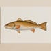 Redfish Art Print: Minimalist Fish Illustration, Coastal Decor - Etsy