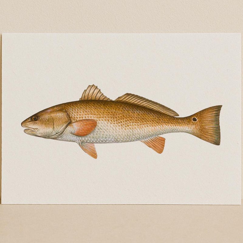 Florida redfish séries tournament results - Etsy Canada