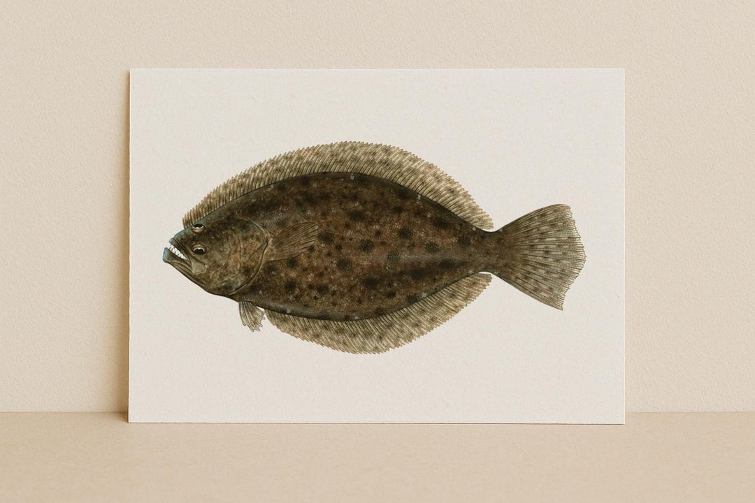 Southern Flounder Art Print: Minimalist Fish Illustration - Etsy