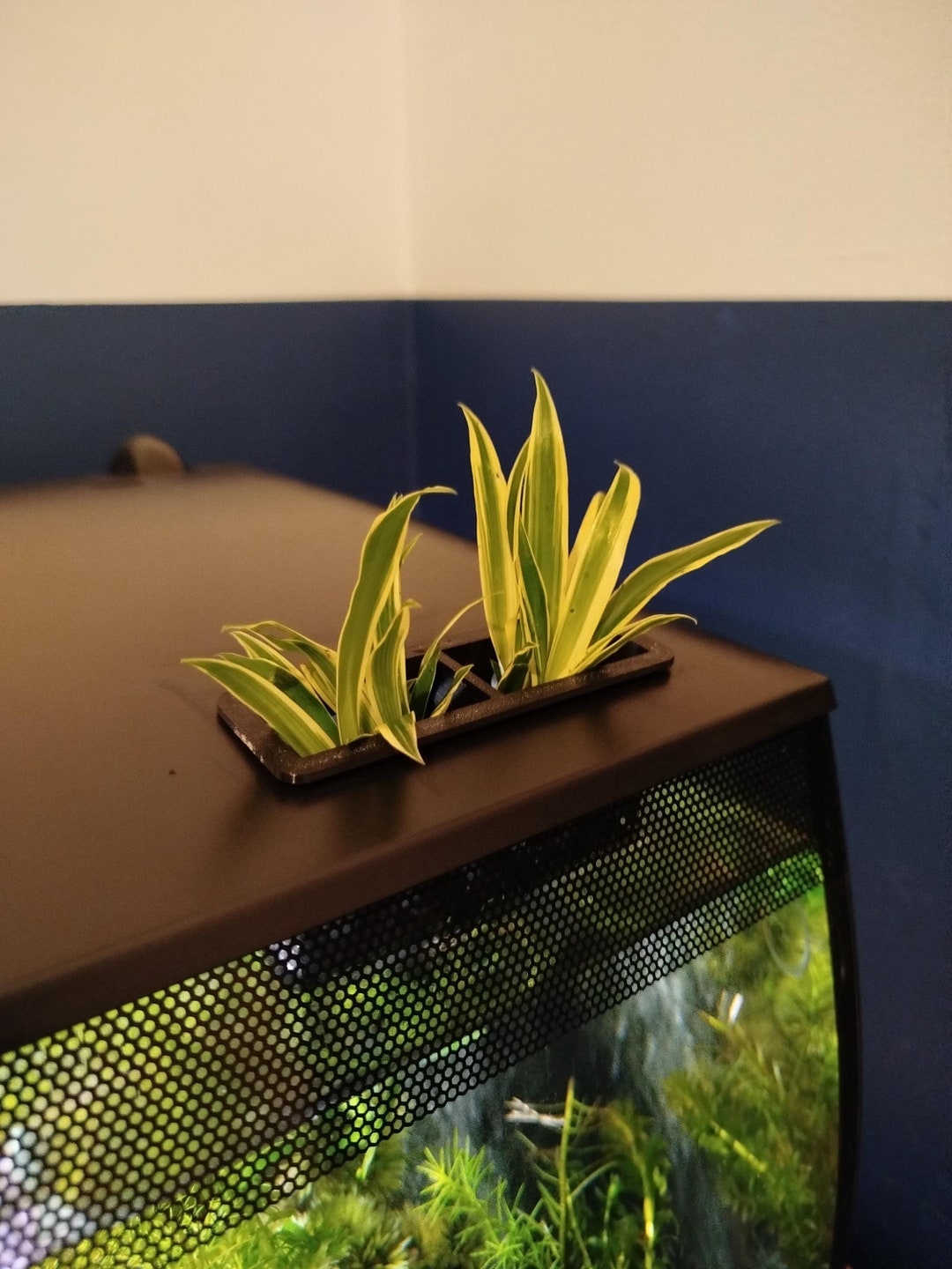Fluval Flex Feed Hole Lid Planter - Etsy