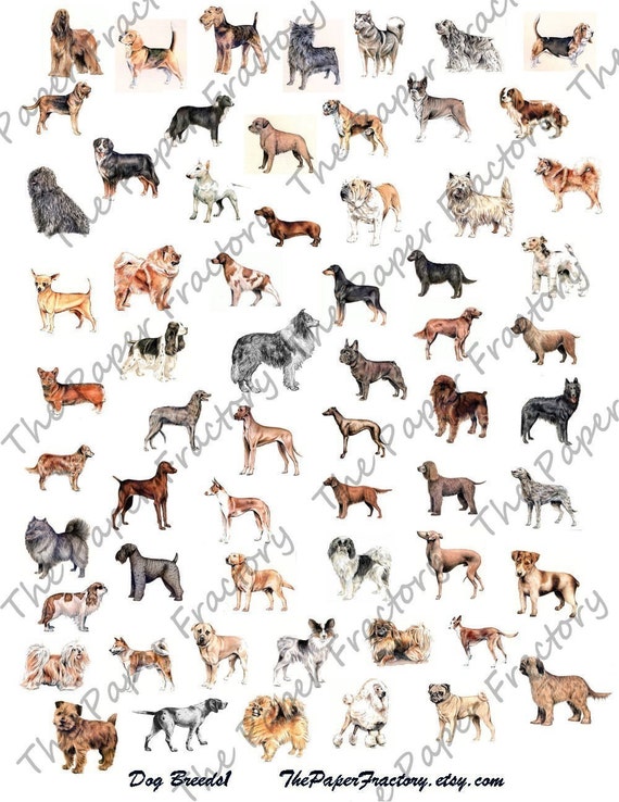 All Dog Breeds With Names And Pictures