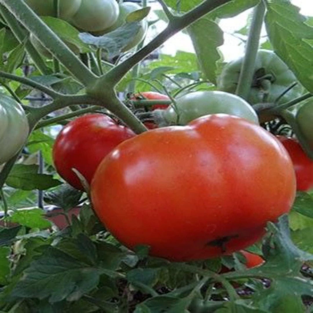 Heatmaster Tomato Seeds - Etsy