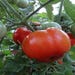 Heatmaster Tomato Seeds - Etsy
