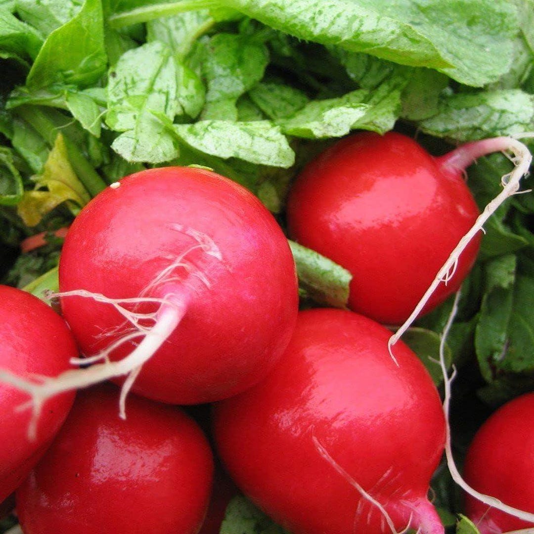 Early Scarlet Globe Radish - Etsy