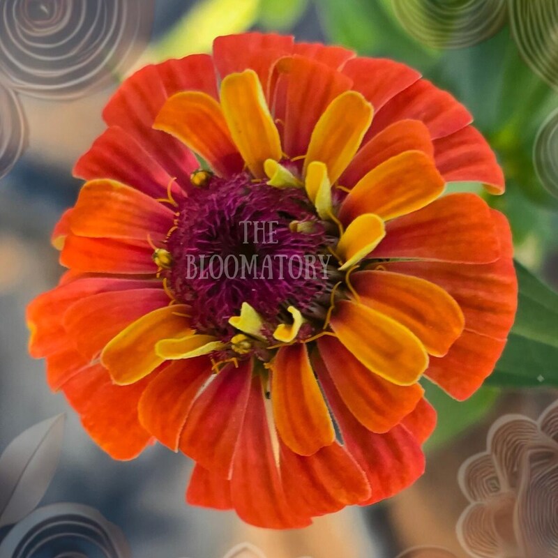 Rare Zinnia Seeds - Etsy