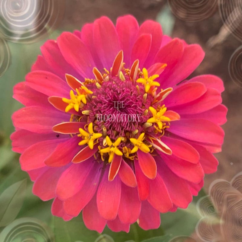 Rare Zinnia Seeds - Etsy