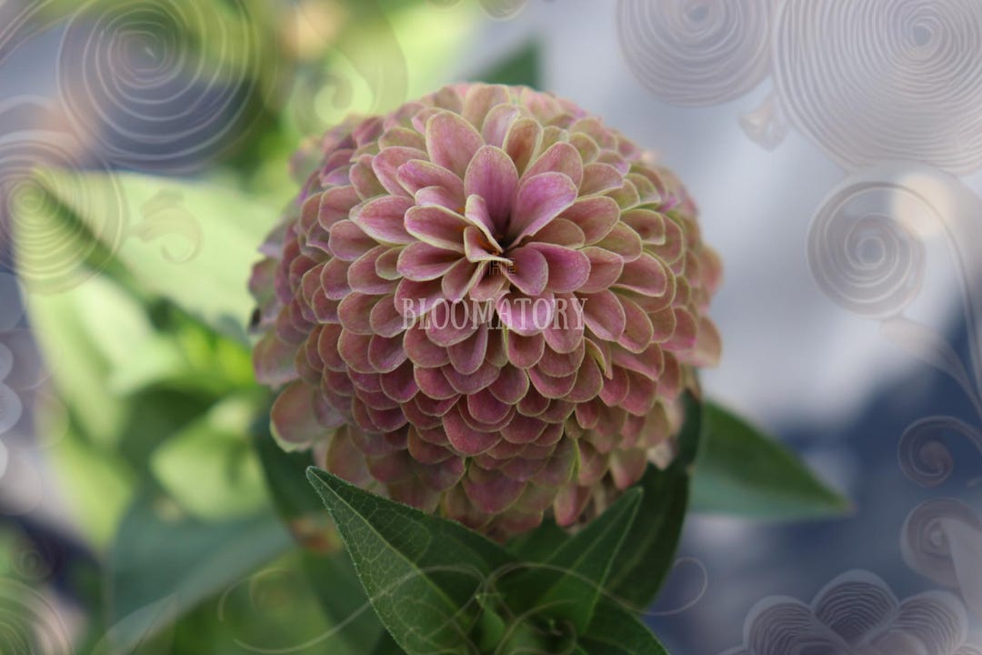 Rare Zinnia Flower Seed Mix, the Ceremony Season Collection – Specialty ...