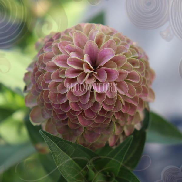 Rare Zinnia Seeds - Etsy