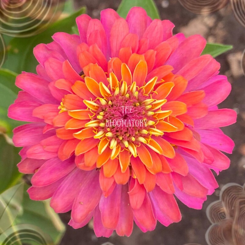 Rare Zinnia Seeds - Etsy